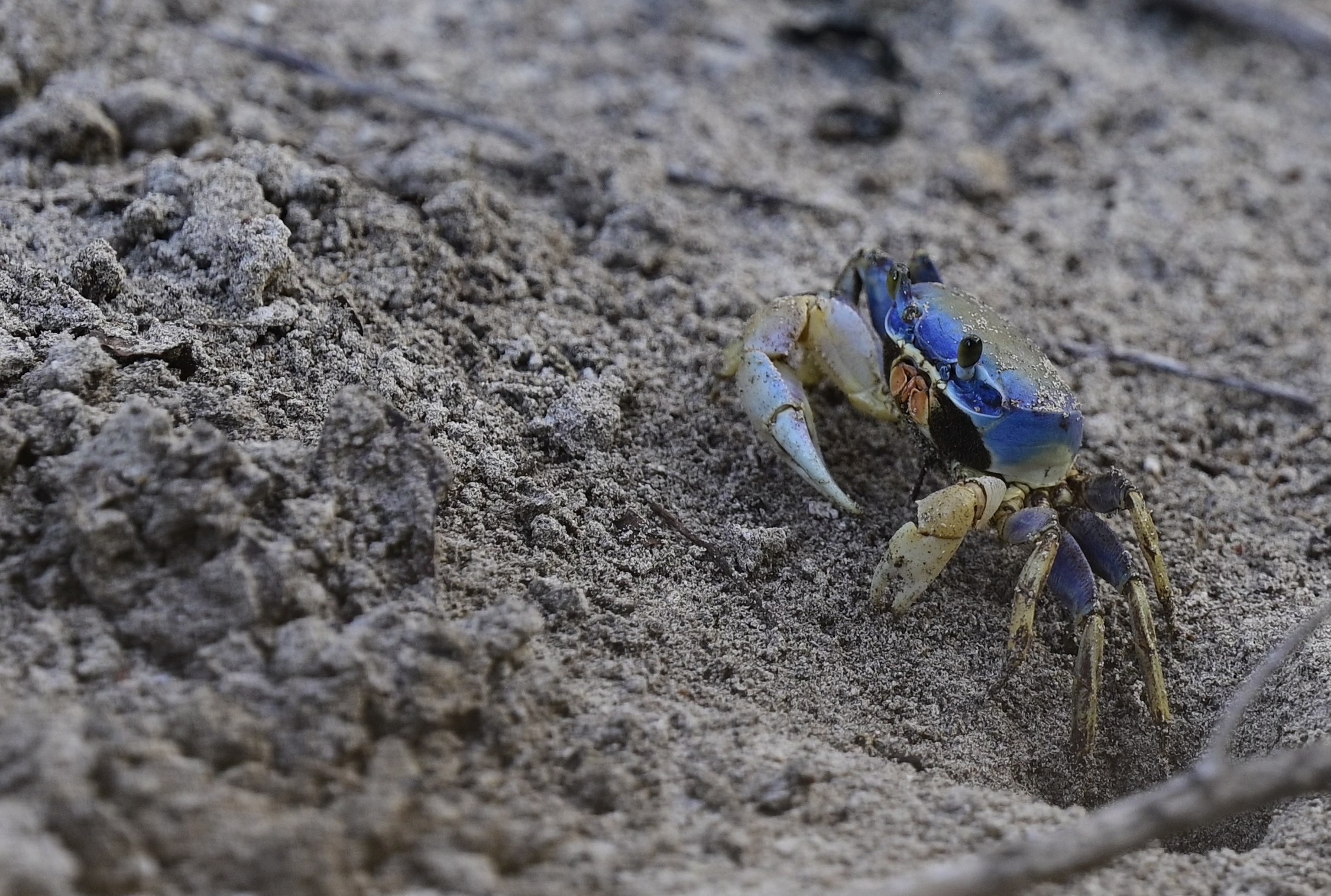 Land crabs - Explore Belize Lighthouse Reef: Conservation, Adventure ...
